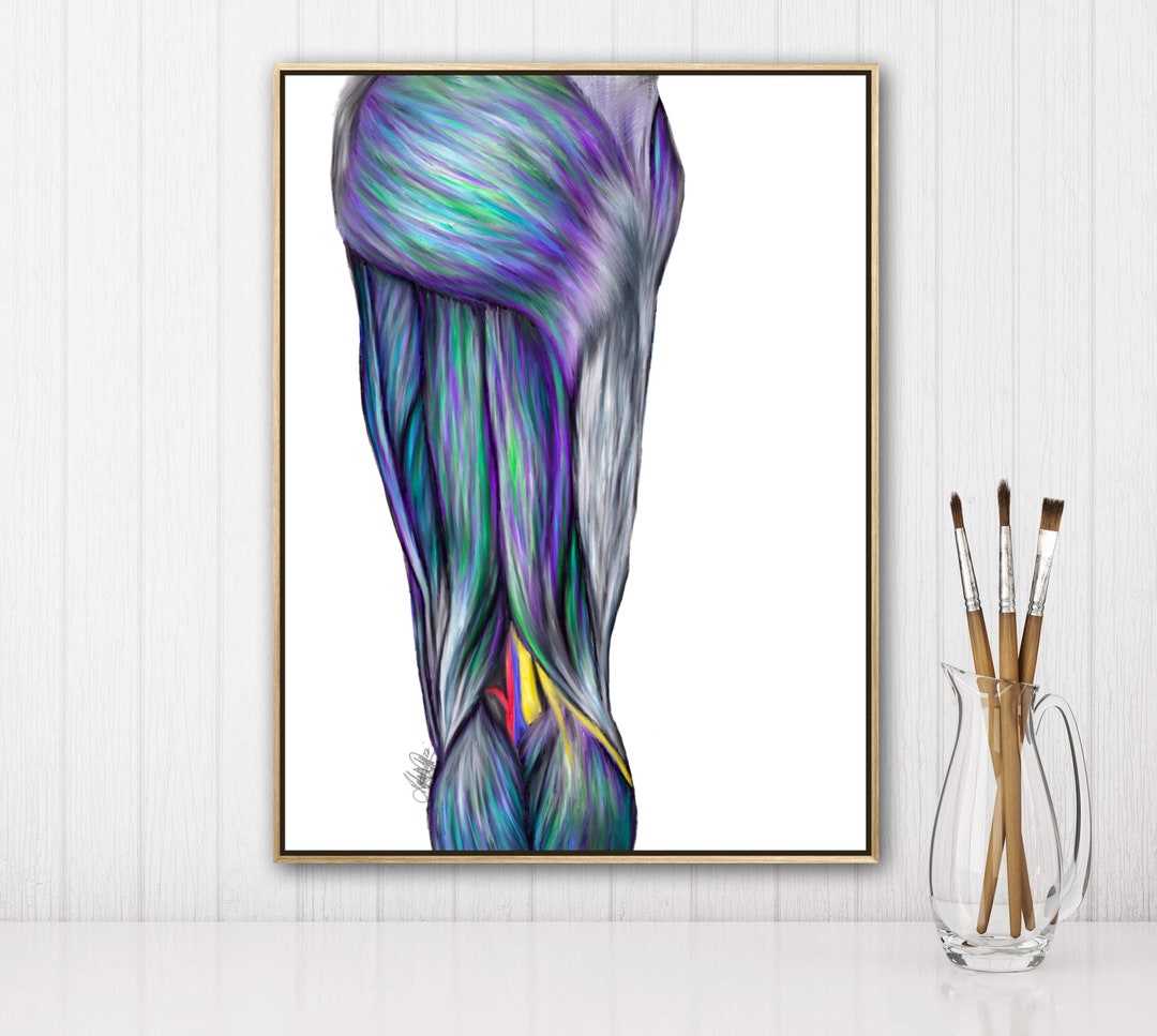 Muscles of Hip Thigh: Posterior View, Superficial Dissection-digital ...