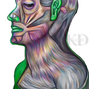 Muscles of Facial Expression, Lateral View-vibrant Colors,digital Hand ...