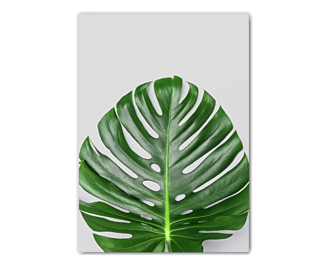 Monstera Leaf Print Set of 3 Large Leaf Prints Palm Leaf - Etsy