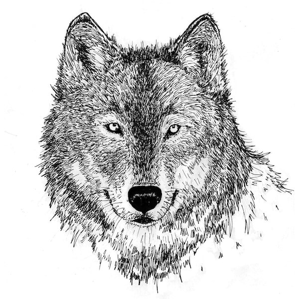 Pen and Ink Wolf - Etsy