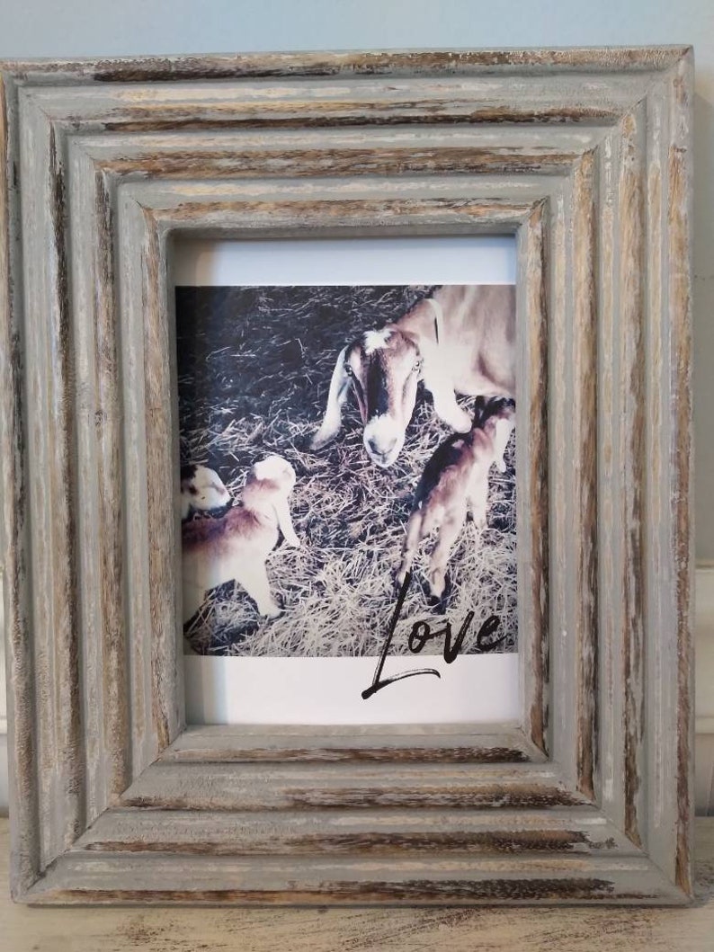 Nubian Goat and Babies Art Print - Etsy