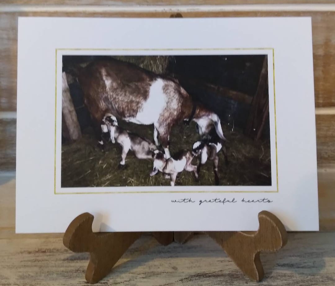 With Grateful Hearts Goat Art Print - Etsy