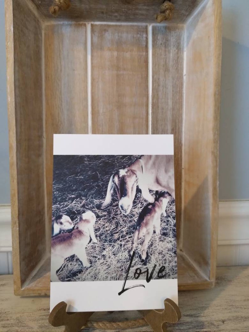 Nubian Goat and Babies Art Print - Etsy