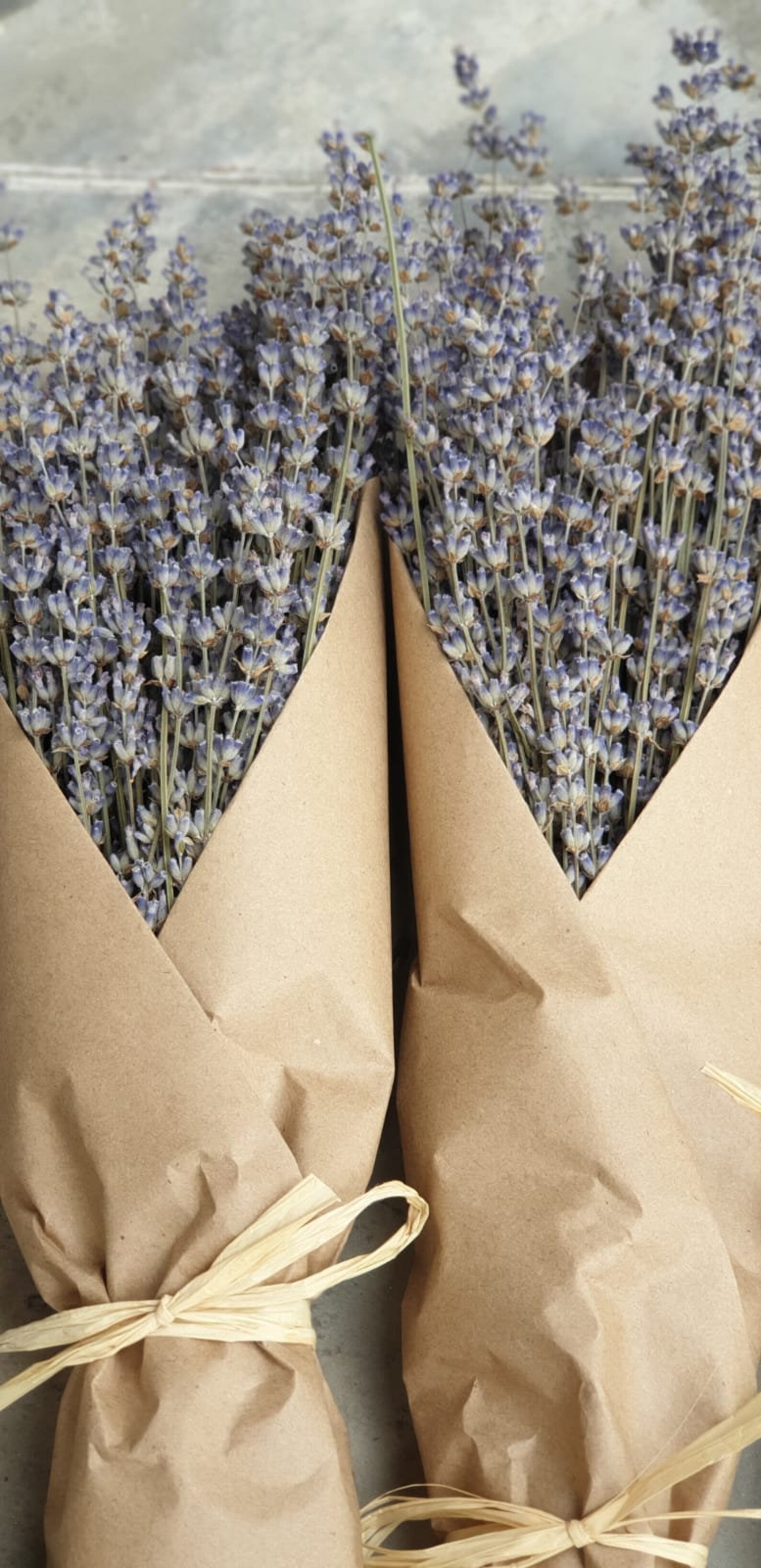 Lavender Bunch - Dried Lavender Bundle 250 Stems HARVEST 2022 | WRAPPED ...