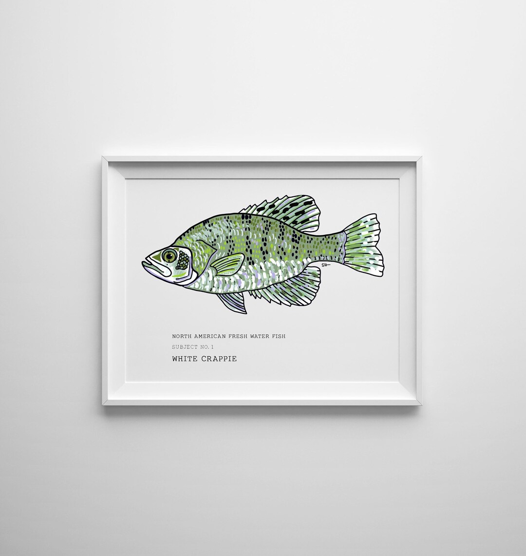 White Crappie Fish Art - North American Freshwater Fish Series by Sarah ...