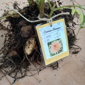 Flower Identification Cards Editable Template - Etsy