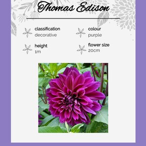 Flower Identification Cards Editable Template - Etsy