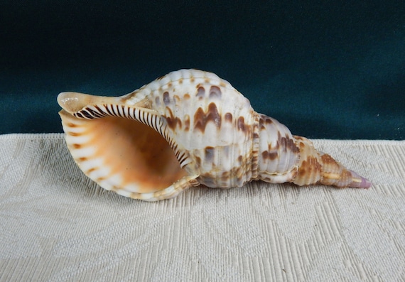 Pacific Triton Shell Vintage 10inch Shell Product of | Etsy