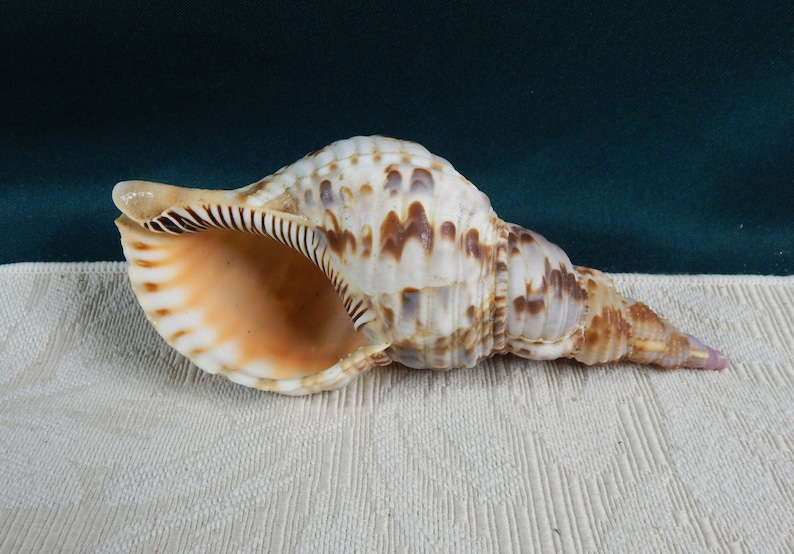 Pacific Triton Shell Vintage 10inch Shell Product of | Etsy