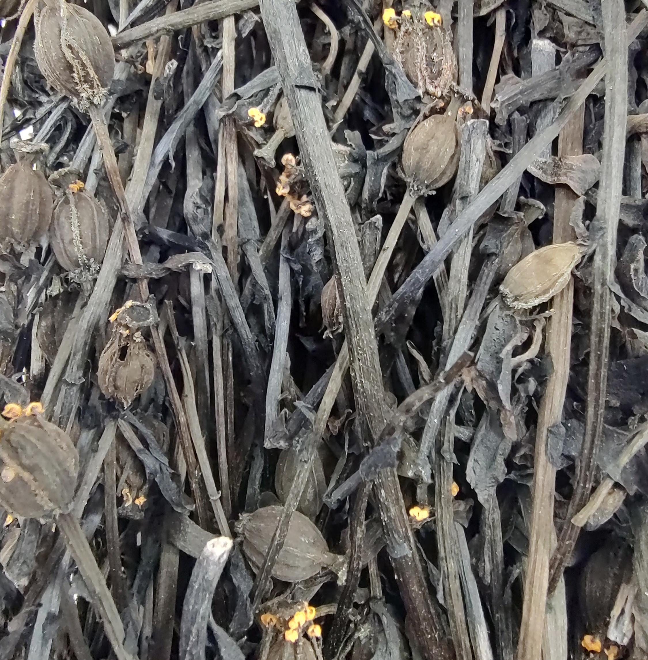 Dried Ghost Flower: Whole Dried Monotropa Uniflora AKA Indian Pipe, Ice ...