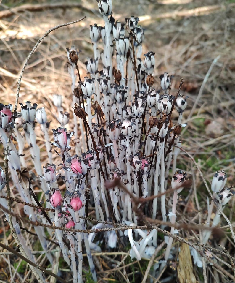 Dried Ghost Flower: Whole Dried Monotropa Uniflora AKA Indian Pipe, Ice ...