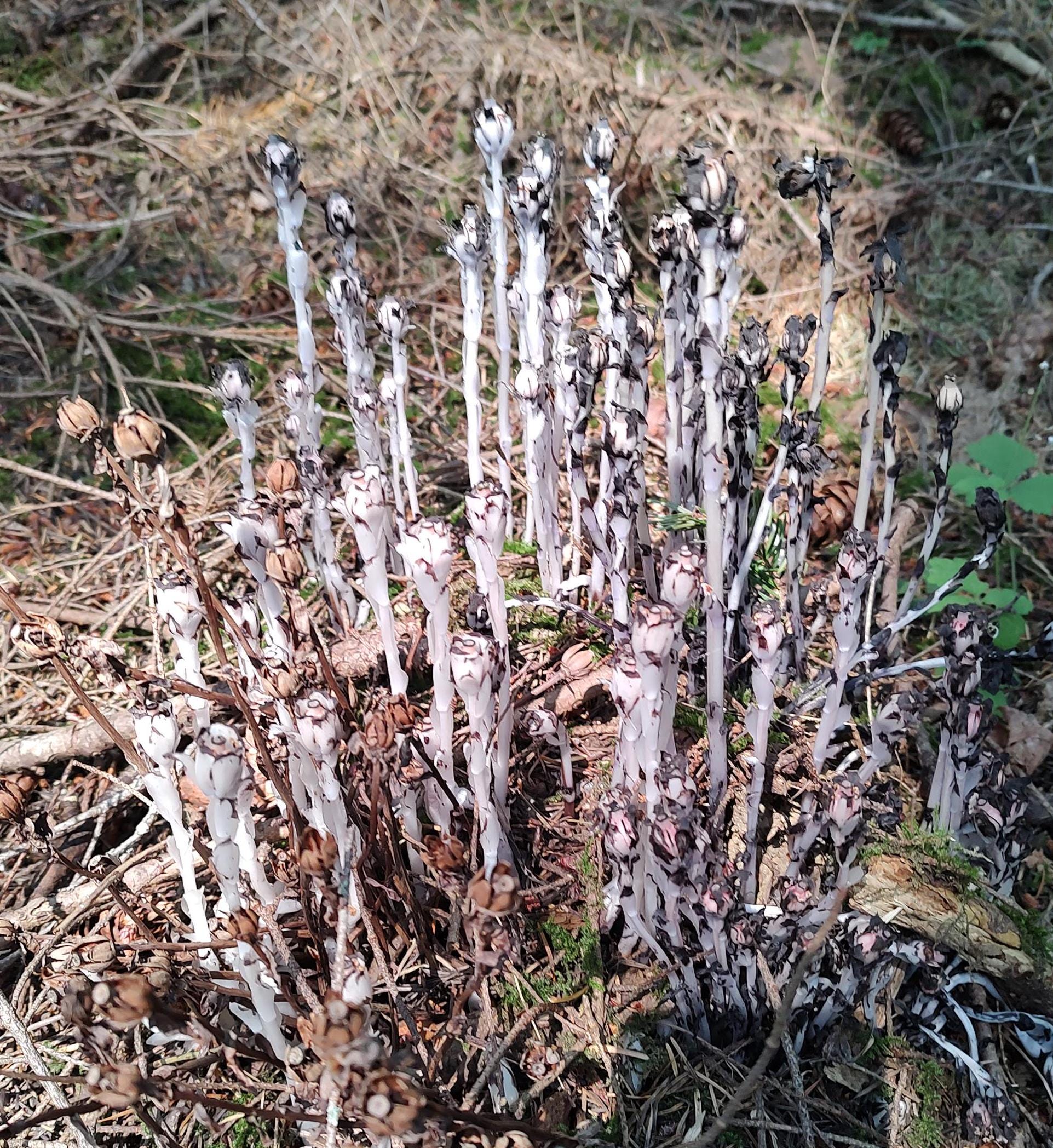 Dried Ghost Flower: Whole Dried Monotropa Uniflora AKA Indian Pipe, Ice ...