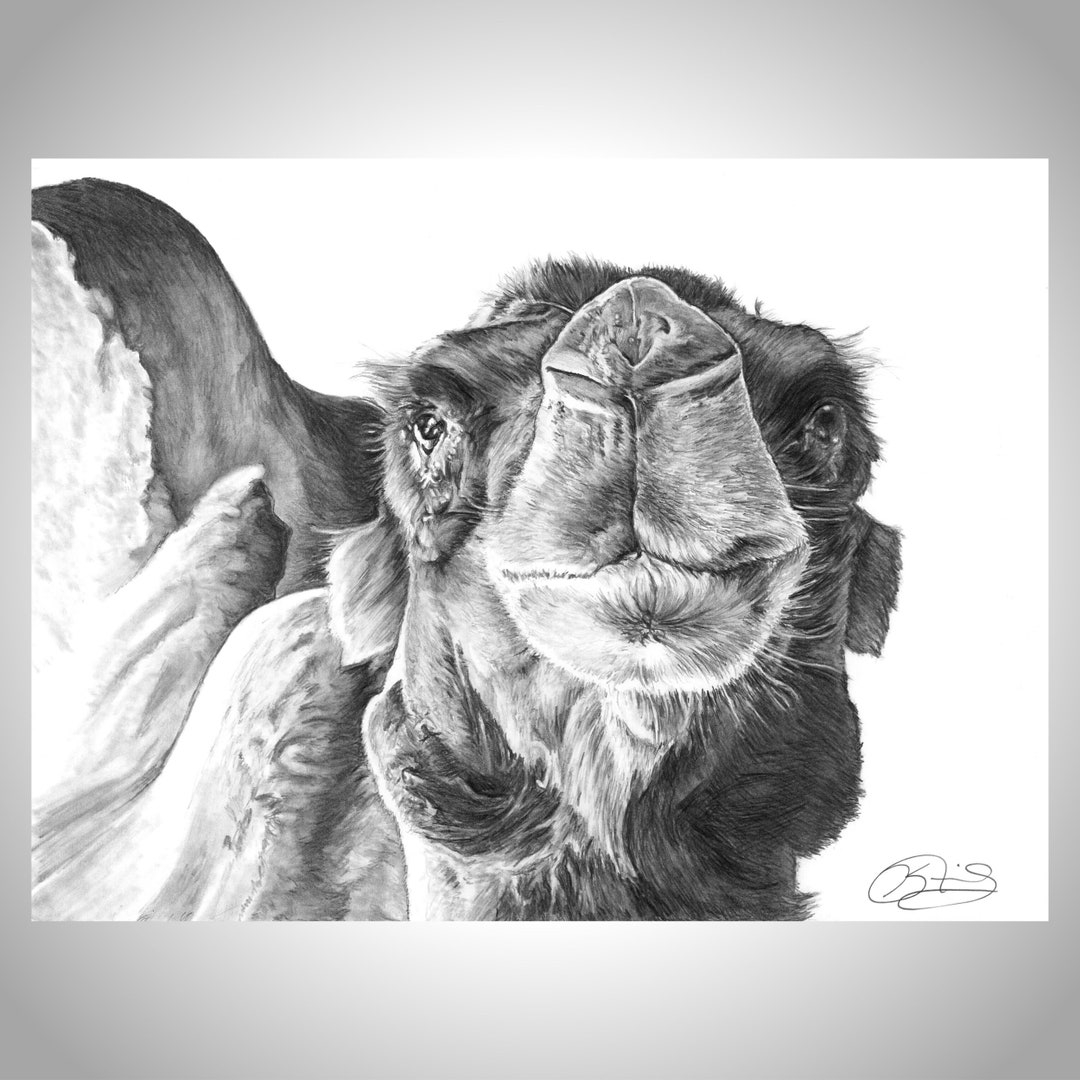 Camel Artwork humphrey the Camel Cute Animal - Etsy