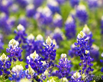 Texas Bluebonnets Print Field of Dreams Texas | Etsy