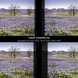 Texas Bluebonnets Print | "field of Dreams" | Texas Wall Art ...