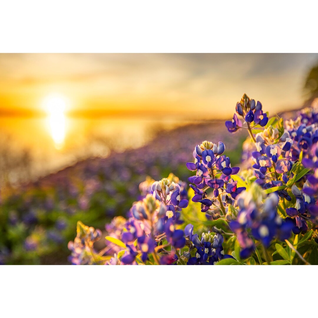 Bluebonnet Print, Bluebonnet Lake Sunset, Texas Bluebonnets Farmhouse ...