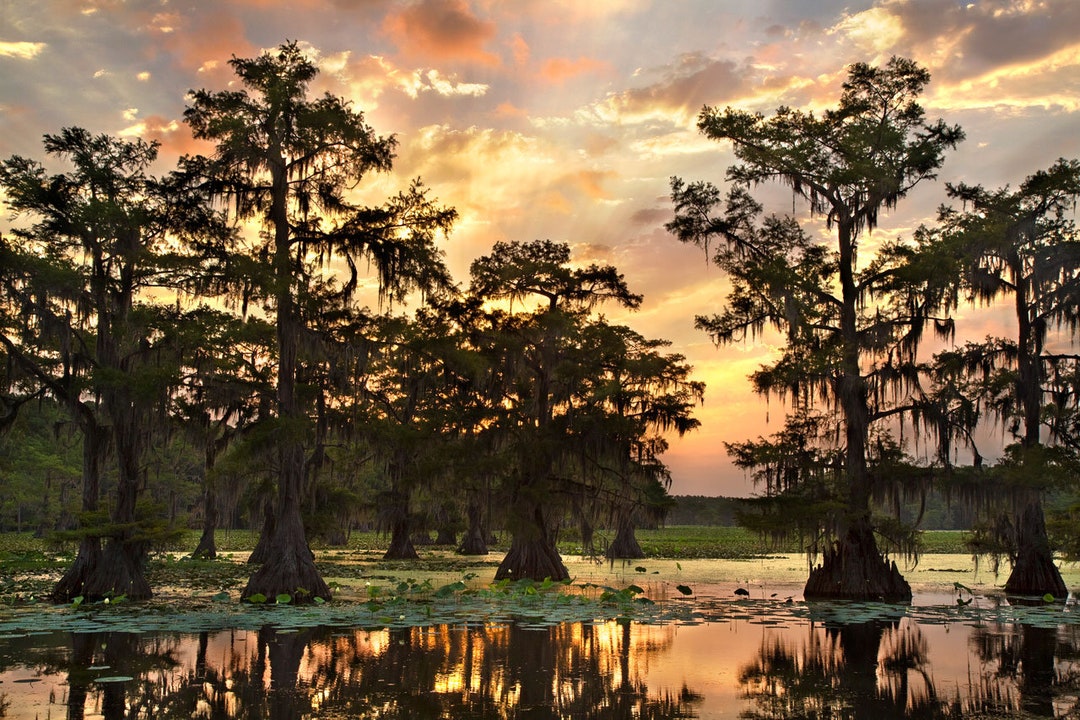 Swamp Photo Print | "caddo Lake Sunrise" | Texas Landscape Photography ...