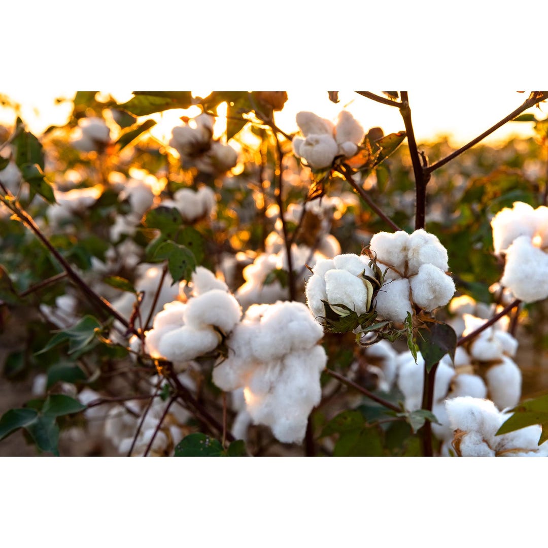 West Texas Cotton Field Photo, Cotton Field Sunrise Glow, Lubbock Texas ...