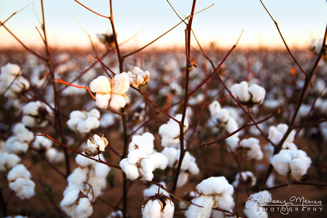 Cotton Fields Print Set, Cotton Field Sunset, Texas Cotton Field ...