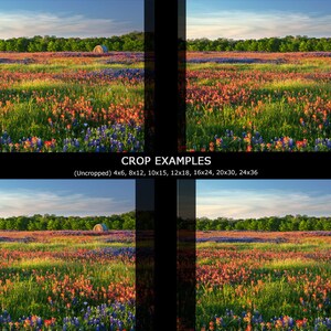 Wildflower Field Photo | "texas Wildflower Field" | Texas Wall Art ...