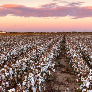 West Texas Cotton Photo, Cotton Field Sunrise, Lubbock Wall Art, West ...