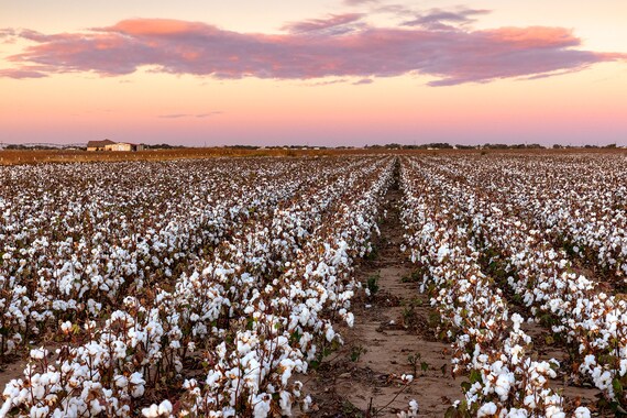 West Texas Cotton Photo Cotton Field Sunrise Lubbock Wall | Etsy