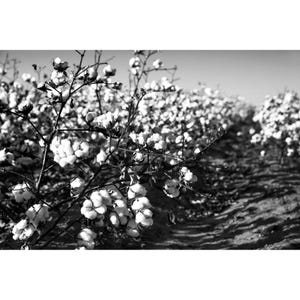 B&W Cotton Field Photo, in the Cotton Fields, Black and White Texas ...