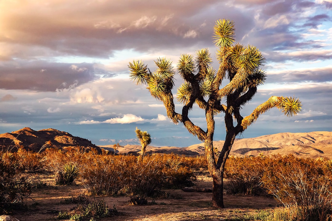 Joshua Tree Photography | Mohave Desert View | Joshua Tree National ...