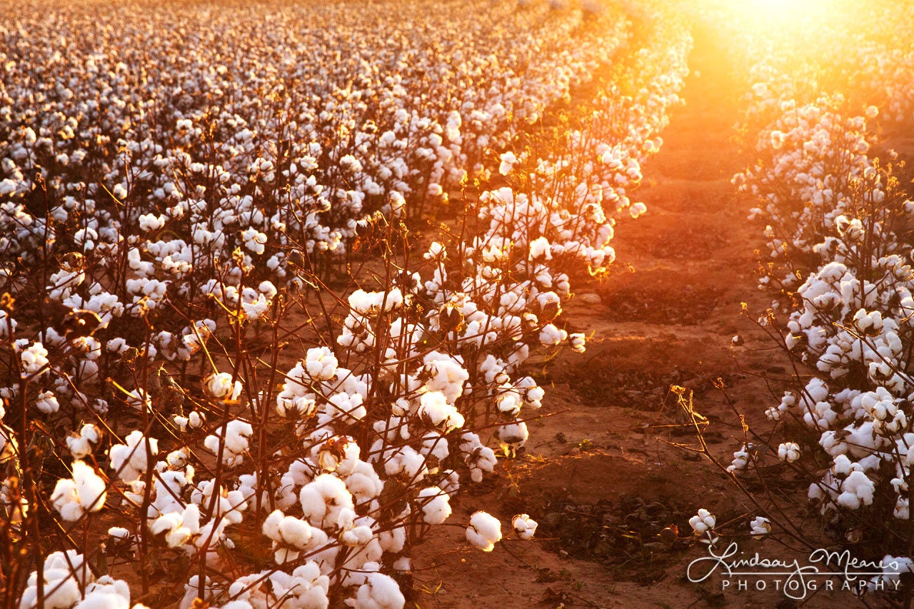 Cotton Fields Print Set cotton Field Sunset | Etsy