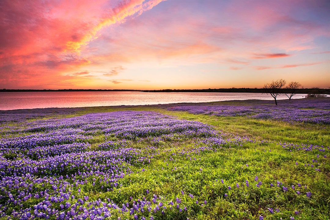 Texas Bluebonnet Print | "pink Sky Bluebonnets" | Texas Fine Art Print ...