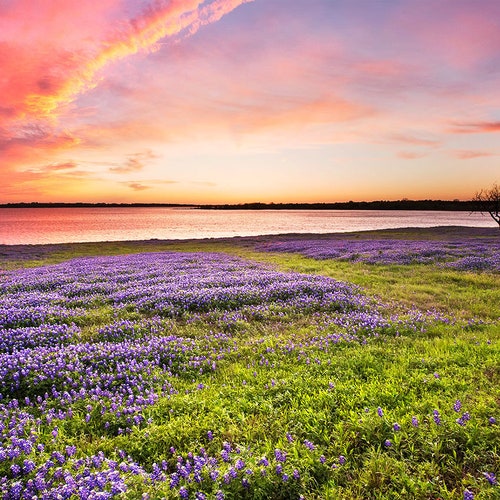 Texas Bluebonnet Print pink Sky Bluebonnets - Etsy