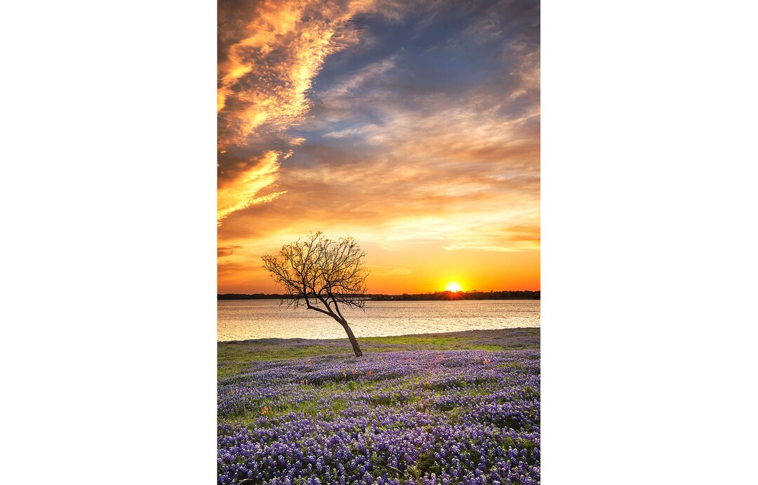 Texas Photography | "lake Bardwell View" | Texas Bluebonnets Art ...