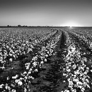 B&W Cotton Field Print Black and White Cotton Field Sunset West Texas ...