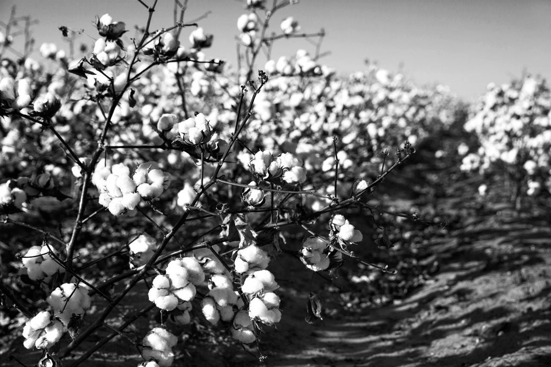 B&W Cotton Field Photo in the Cotton Fields Texas Cotton Photography ...