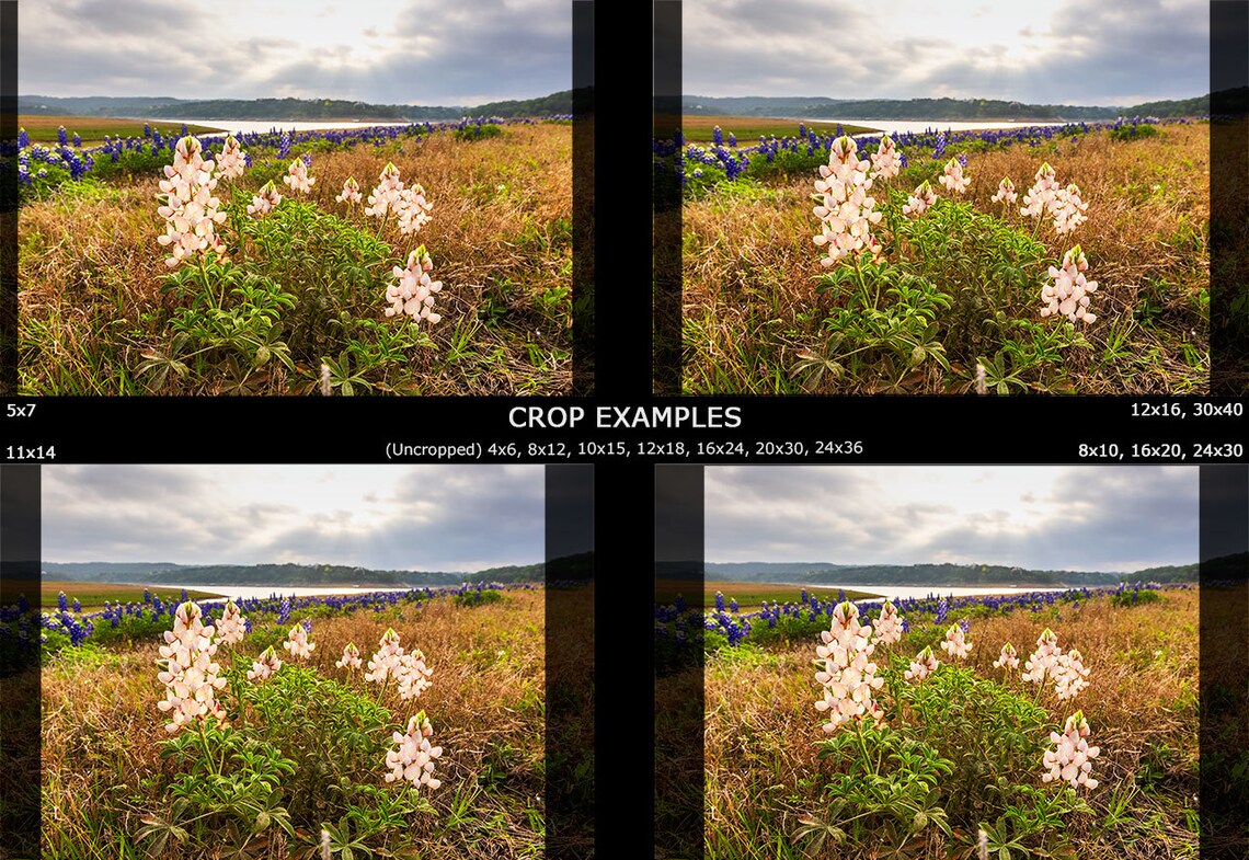 Pink Bluebonnet Photo Print Legend of the Pink Bluebonnet - Etsy