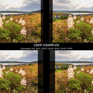 Pink Bluebonnet Photo Print | Legend of the Pink Bluebonnet | Texas ...