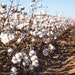 Cotton Field Photo in the Cotton Fields Texas Cotton Wall Art Lubbock ...