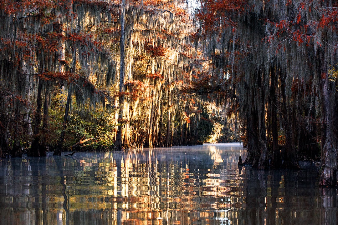 Caddo Lake Photography | Autumn Cypress Forest | Government Ditch Caddo ...