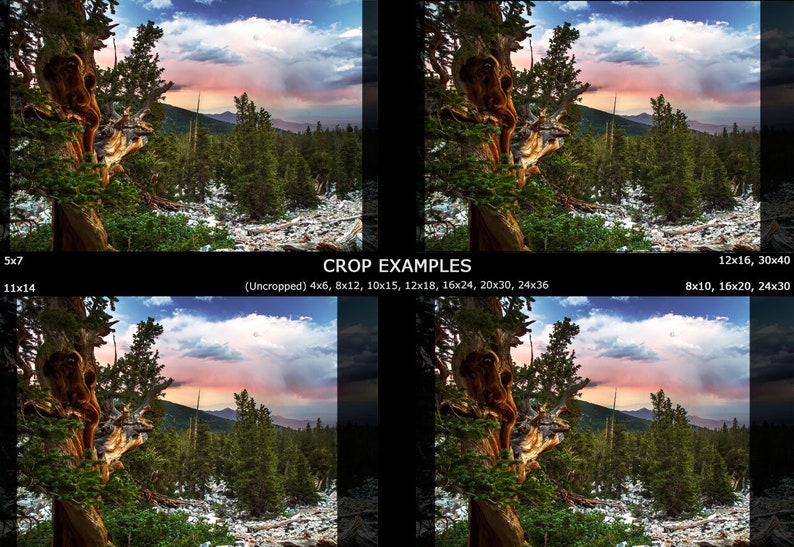 Great Basin Photo bristlecone Pine Sunset - Etsy