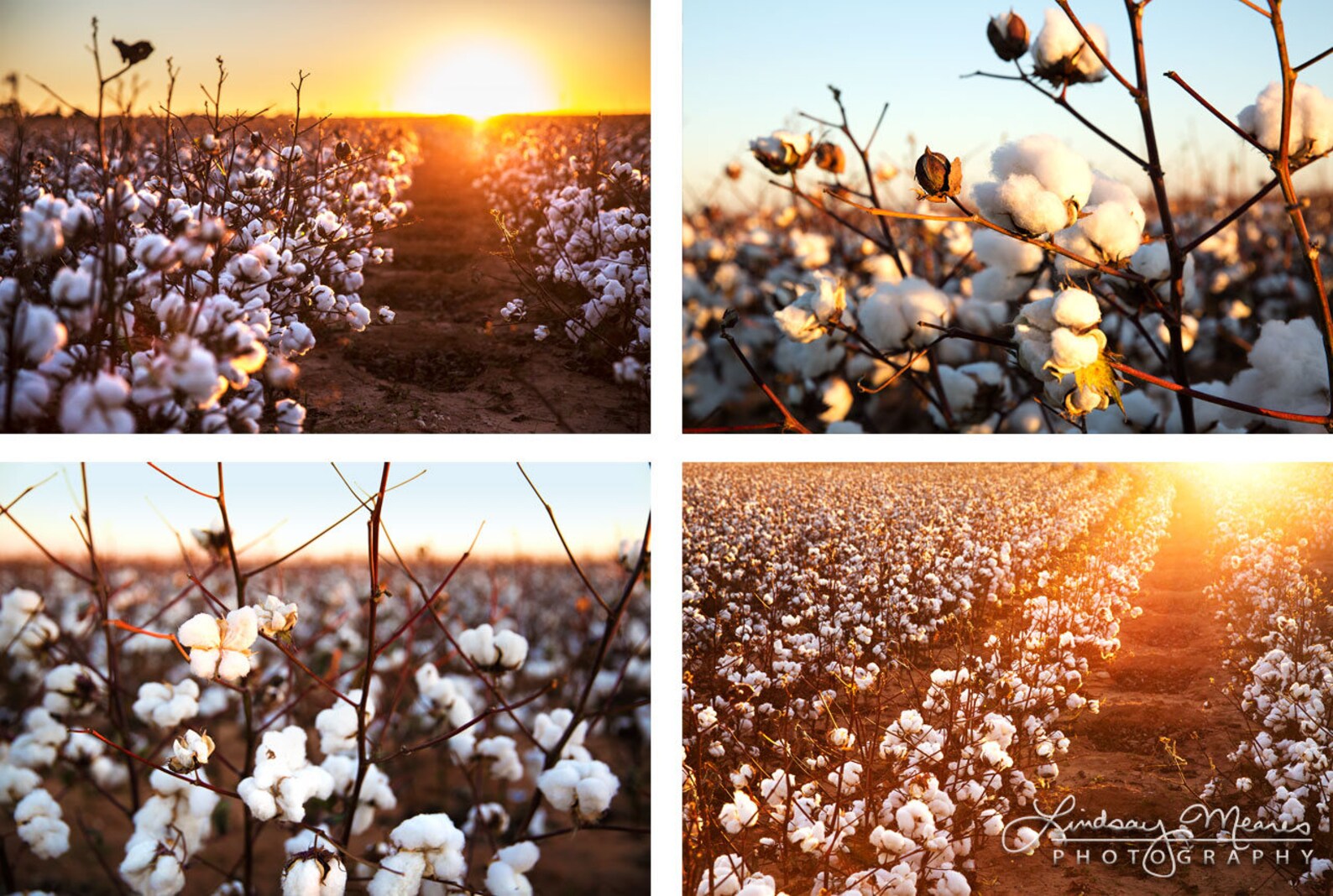 Cotton Fields Print Set cotton Field Sunset | Etsy