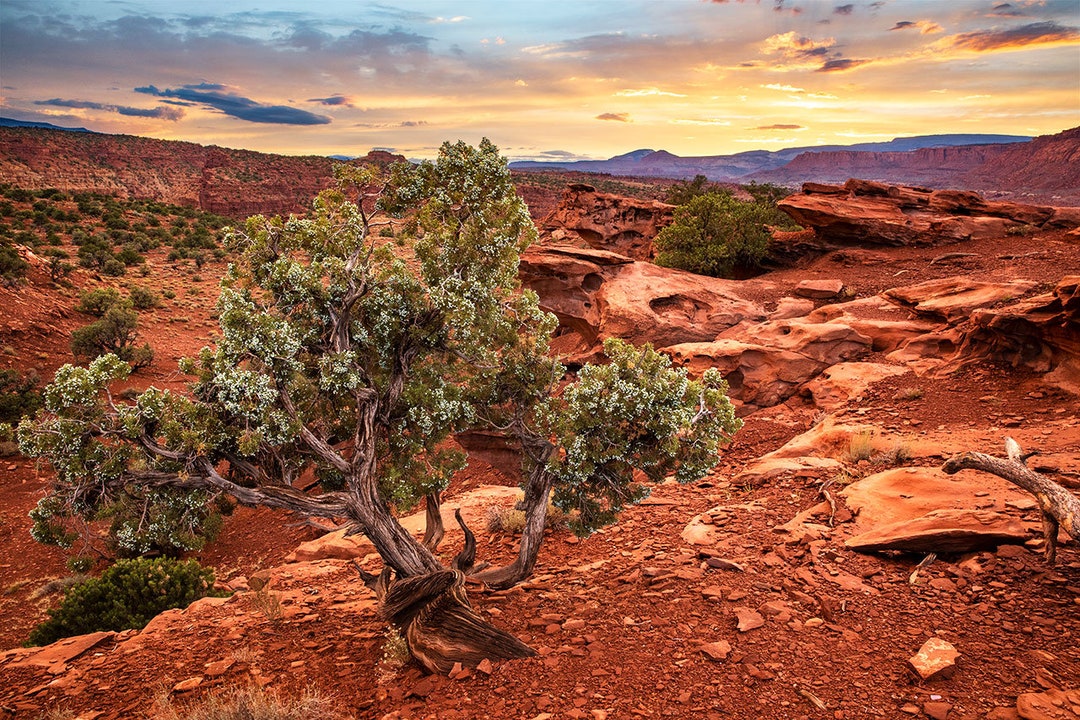 Capitol Reef Photography | Juniper Tree Sunset | Capitol Reef National ...