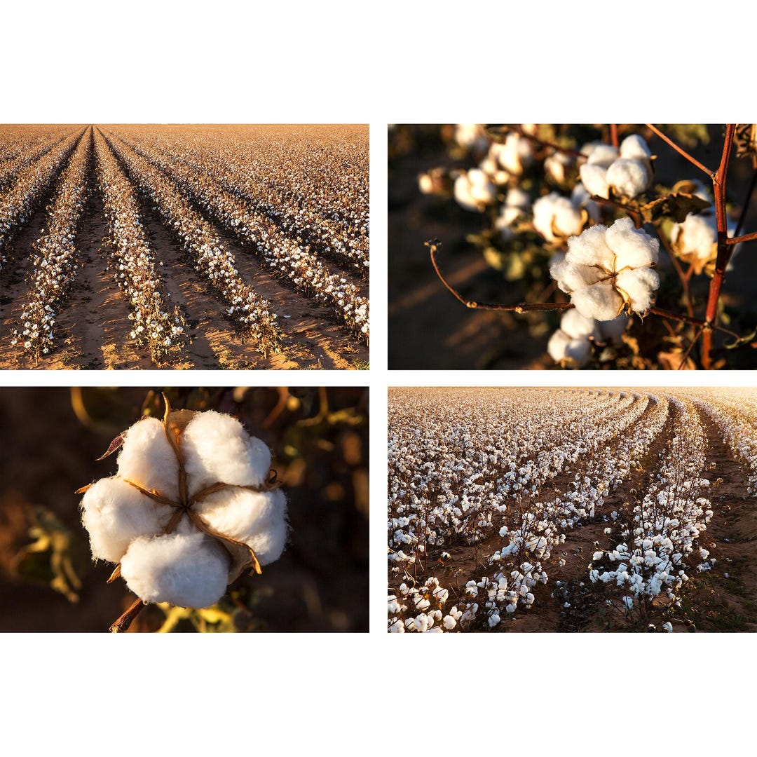 Cotton Field Photo Set, Golden Afternoon Cotton, Texas Cotton Field ...