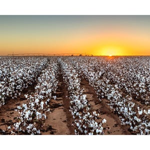 West Texas Cotton Print, Sunset Over Lubbock Cotton Field, West Texas ...