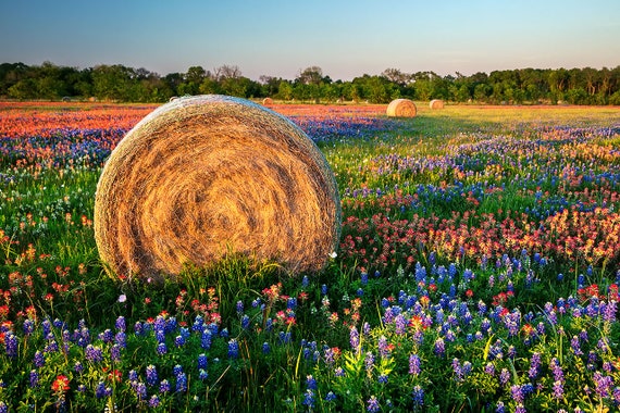 Flower Fields In Texas