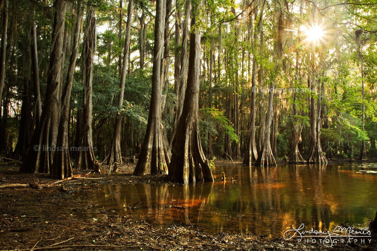 Bayou Print Set | "cypress Forest Photo Set" | Texas Landscape Wall Art ...