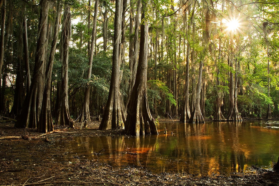 Cypress Tree Photo cypress Forest View Texas - Etsy
