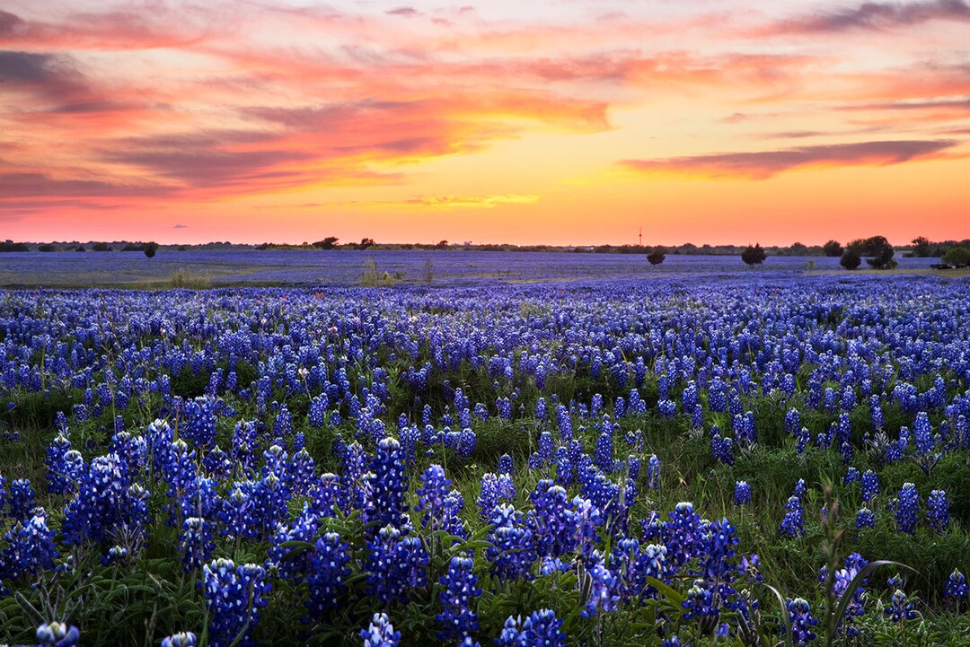 Bluebonnet Photography | Ennis Sunset Fields | Bluebonnet Wall Art ...