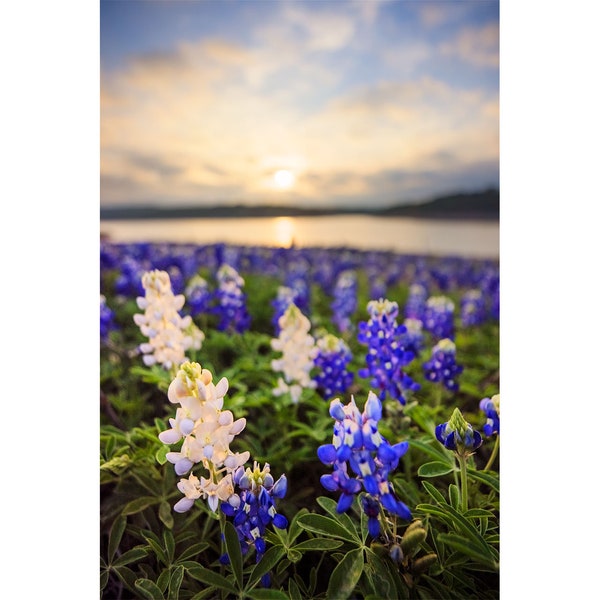 Bluebonnet Decor - Etsy