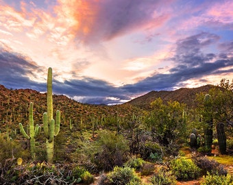Desert Landscape Photography, Saguaro National Park, Cactus Plant ...