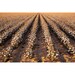 Cotton Field Print, Endless Cotton, Lubbock Photography, Cotton Field ...